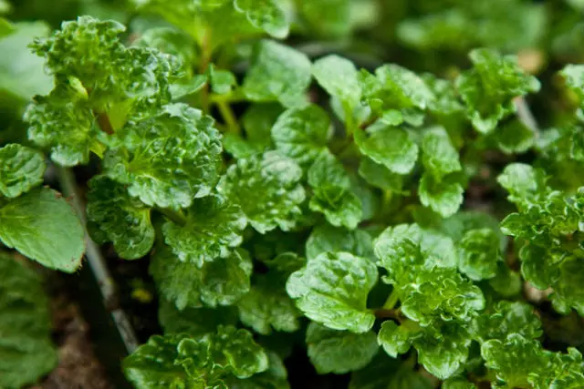 Menthe frisée (verte, frisée, frisée): en quoi elle diffère de la menthe poivrée, plantation et entretien, caractéristiques de culture 12803_1