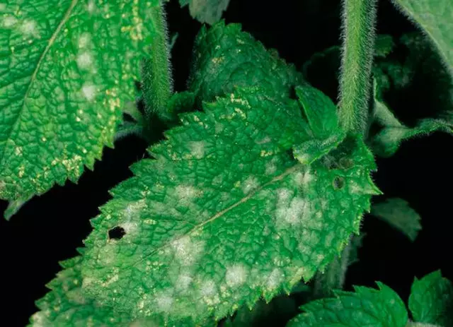 Menta rizada (verde, rizada, rizada): en qué se diferencia de la menta, plantación y cuidado, características de cultivo. 12803_15