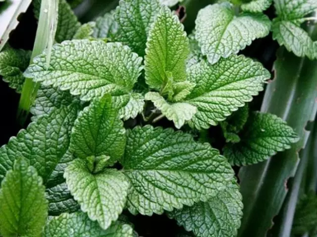 Menthe frisée (verte, frisée, frisée): en quoi elle diffère de la menthe poivrée, plantation et entretien, caractéristiques de culture 12803_2