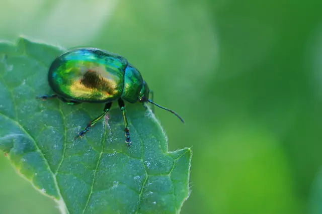 Menta riccia (verde, riccia, riccia): come si differenzia dalla menta piperita, semina e cura, caratteristiche di coltivazione 12803_26