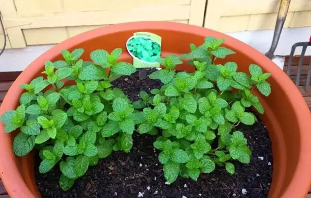 Menta rizada (verde, rizada, rizada): en qué se diferencia de la menta, plantación y cuidado, características de cultivo. 12803_5