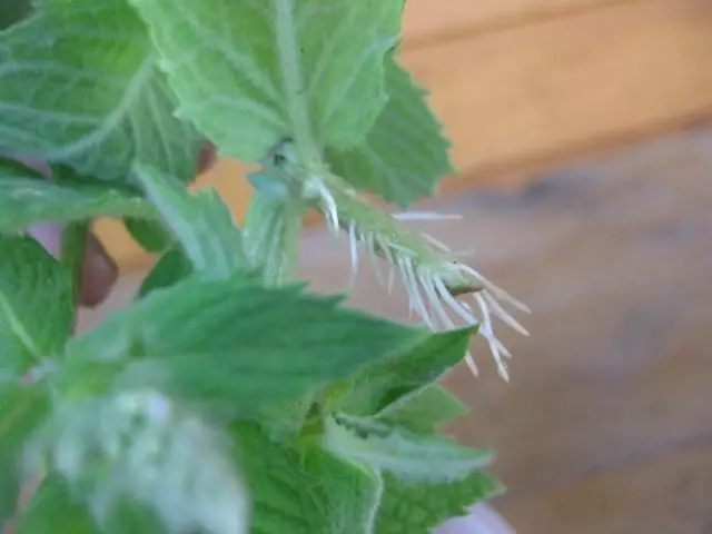 Curly mint (green, curly, curly): how it differs from peppermint, planting and care, cultivation features 12803_6