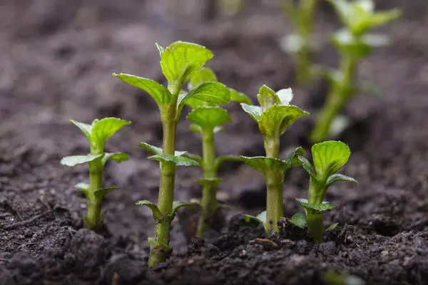 Peppermint Chill: plantación e coidado, características de cultivo, propiedades útiles 12804_12