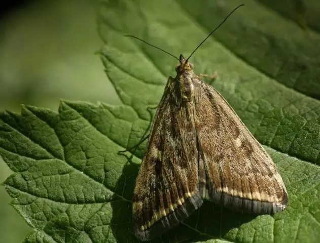 Peppermint Chill: semina e cura, caratteristiche di coltivazione, proprietà utili 12804_16