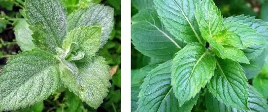 Peppermint Chill: plantación e coidado, características de cultivo, propiedades útiles 12804_28