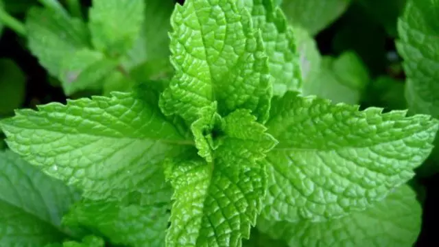 Peppermint Chill: fambolena sy fikarakarana, fambolena, toetra ilaina 12804_3