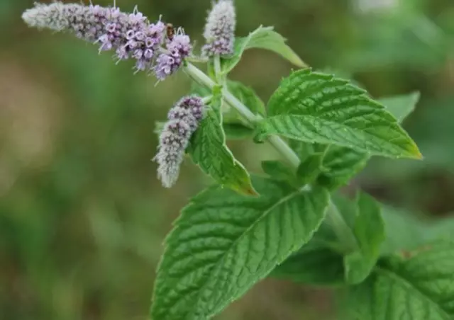 Peppermint Chill: plantación e coidado, características de cultivo, propiedades útiles 12804_4