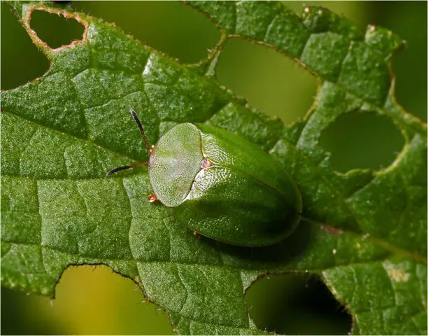 Peppermint Chill: semina e cura, caratteristiche di coltivazione, proprietà utili 12804_54