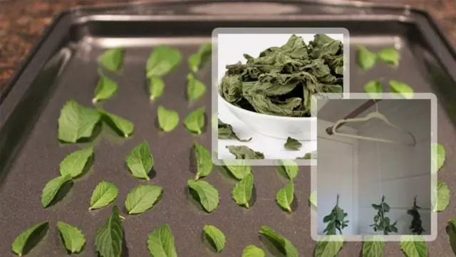 Peppermint Chill: semina e cura, caratteristiche di coltivazione, proprietà utili 12804_65