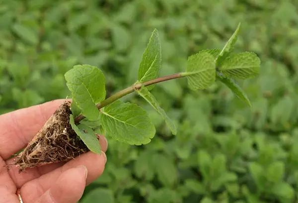 Peppermint Chill: semina e cura, caratteristiche di coltivazione, proprietà utili 12804_7