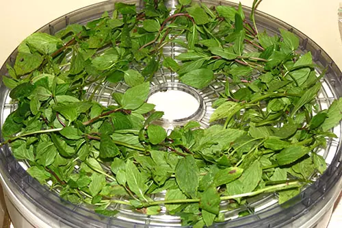 Peppermint Chill: semina e cura, caratteristiche di coltivazione, proprietà utili 12804_74