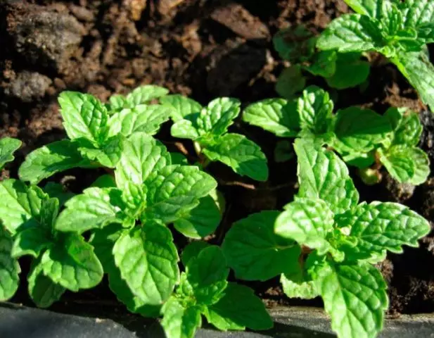 Peppermint Chill: fambolena sy fikarakarana, fambolena, toetra ilaina 12804_8