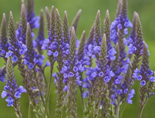 Verbena officinalis: снимка, ползи и вреди за жените, употреба, какво лекува 12807_1