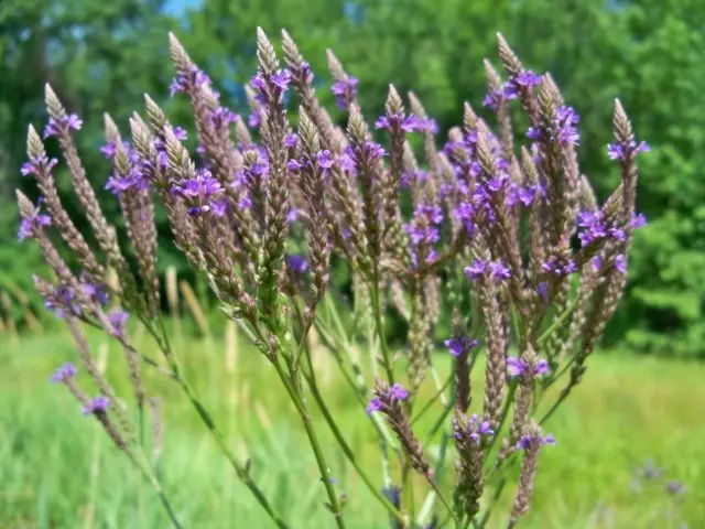 Verbena officinalis: снимка, ползи и вреди за жените, употреба, какво лекува 12807_2