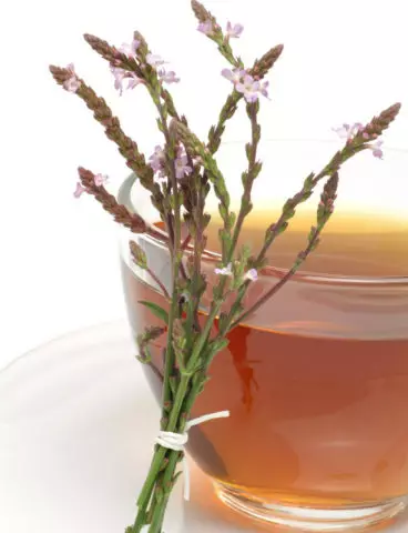 Verbena officinalis: foto, beneficios e danos para as mulleres, uso, que cura 12807_5