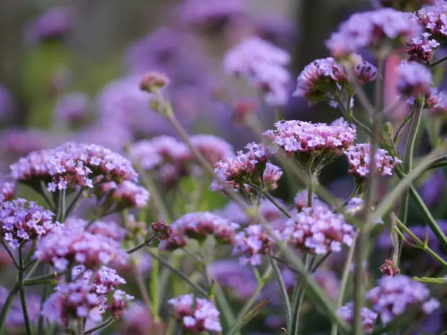 Verbena officinalis: pikicha, mabhenefiti uye zvinokuvadza zvevakadzi, shandisa, chii chinoporesa 12807_8