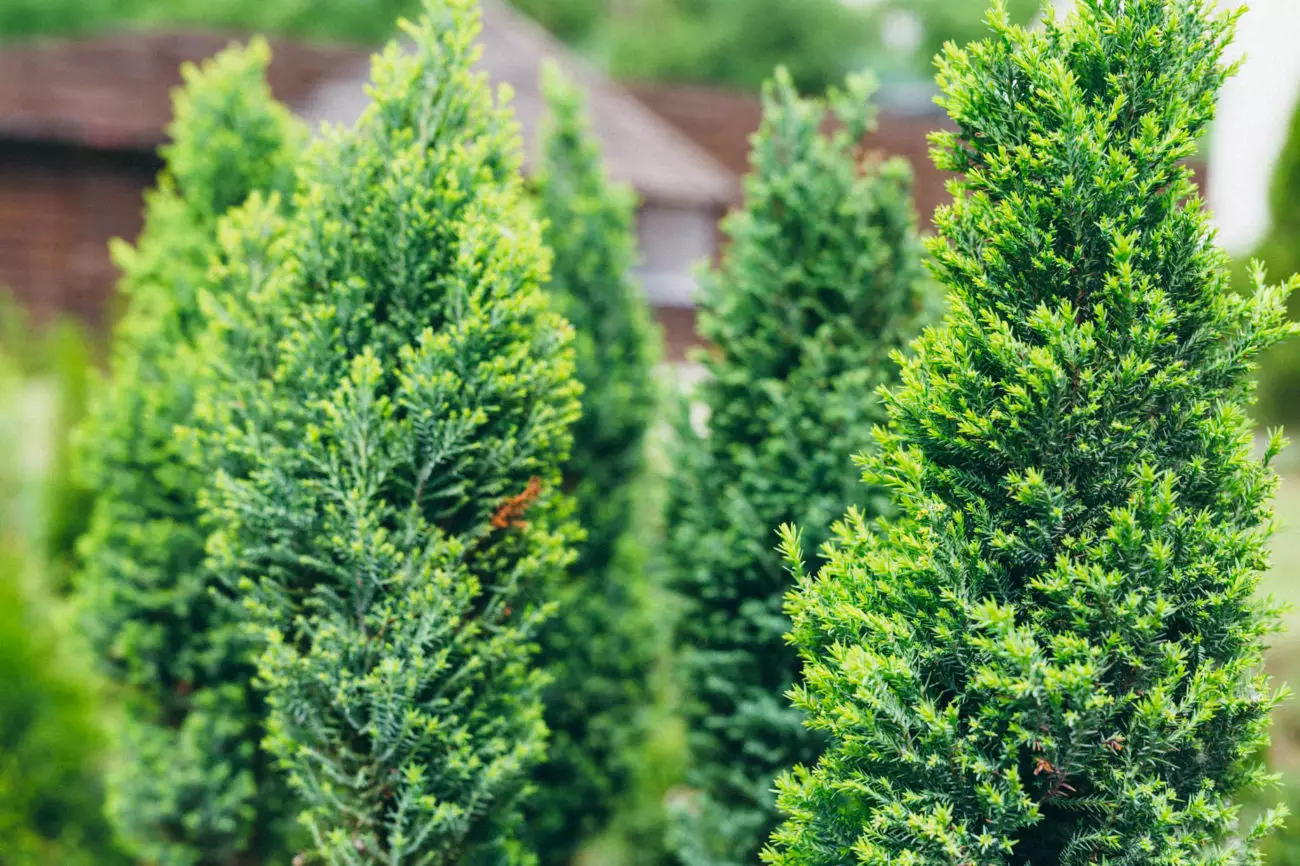 Thuja: plant en versorg in die oop veld: wanneer om te plant, hoe om korrek te plant, op watter afstand van die heining, van die huis af, tegnologie, stap-vir-stap beskrywing van hoe om te sorg, afhangende van die tipe en variëteit