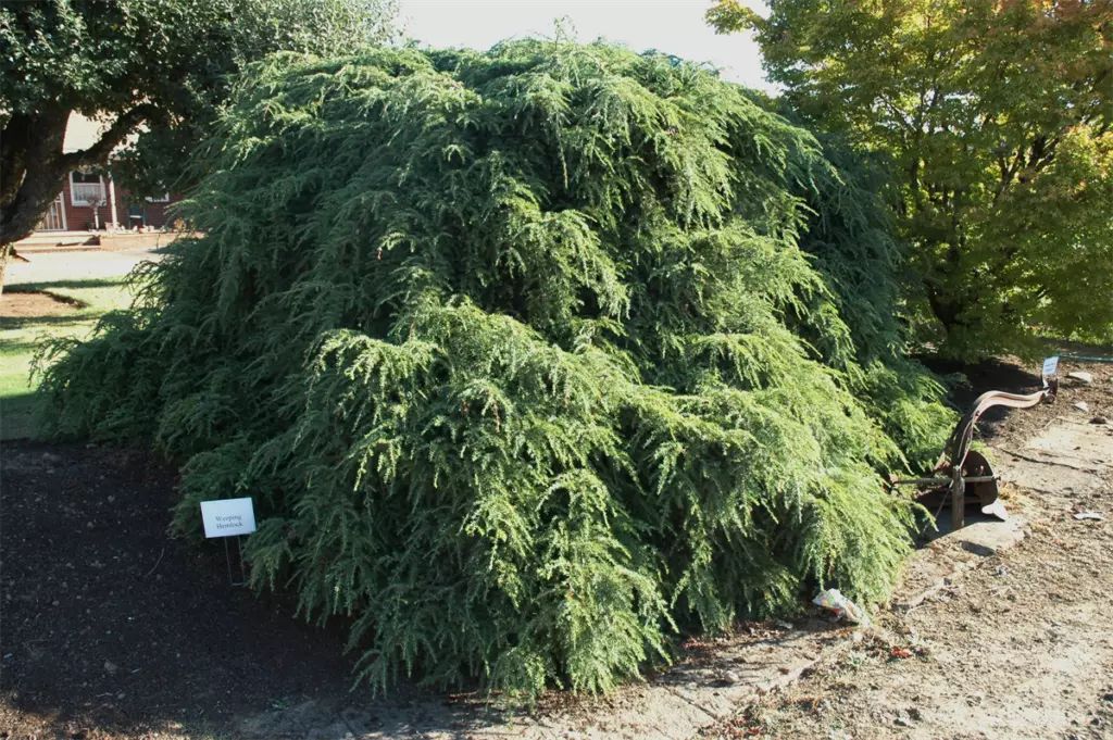 هملوک کانادایی (Tsuga canadensis): انواع با عکس و توضیحات ، سرسختی زمستان ، کاشت و مراقبت ، سرعت رشد آن ، بیماری ها