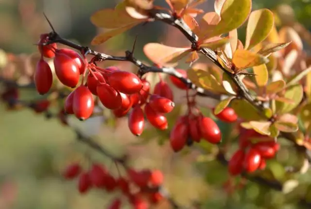 Nako ea ho khetha monokotsoai oa barberry: ke khoeli efe Russia bohareng 12832_1