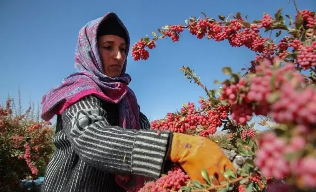 Iraha milih buah barberry: bulan naon di Rusia tengah 12832_3