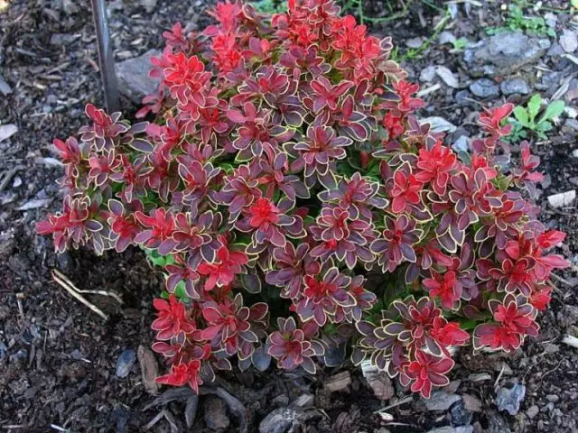 Barberry Coronita: ລາຍລະອຽດ, ການປູກແລະການດູແລ, ຮູບຖ່າຍ 12833_1