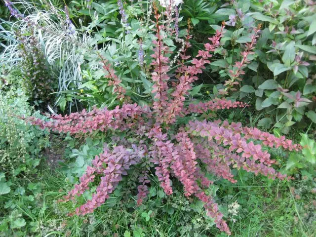 Barberry Coronita: aprašymas, sodinimas ir priežiūra, nuotrauka 12833_12