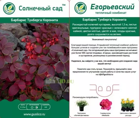 Barberry Coronita: тайлбар, тарих, арчлах, гэрэл зураг 12833_13