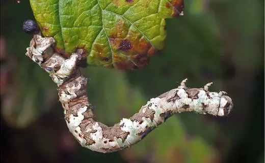 Barberry Coronita: përshkrimi, mbjellja dhe kujdesi, foto 12833_14