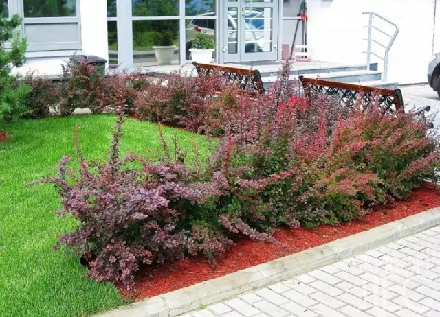 Barberry Coronita: deskribapena, landaketa eta zainketa, argazkia 12833_15