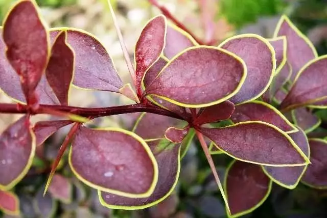 Barberry Coronita: aprašymas, sodinimas ir priežiūra, nuotrauka 12833_2