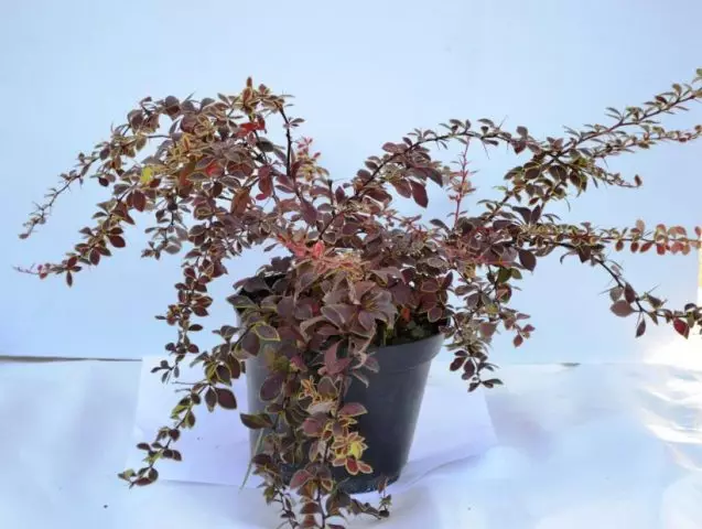 Barberry Coronita: deskribapena, landaketa eta zainketa, argazkia 12833_5