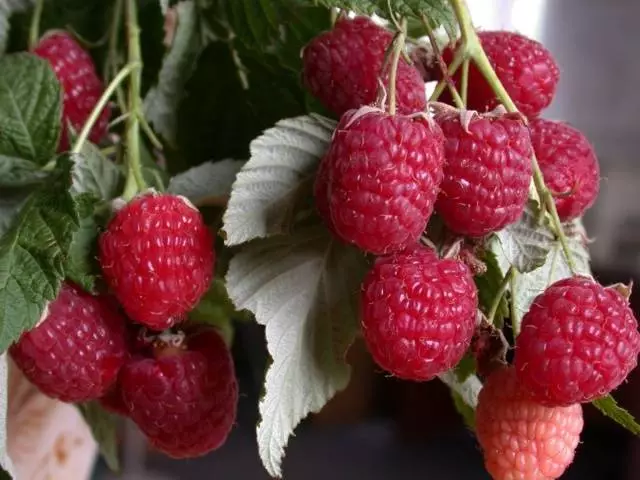 Raspberry Polka (Polka): litlhaloso tse fapaneng, linepe, litlhahlobo 12845_1