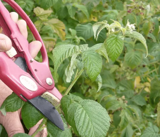 Raspberry Polka (Polka): përshkrimi i varietetit, fotot, rishikimet 12845_12