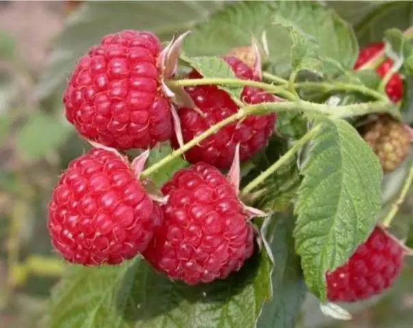 Raspberry Polka (Polka): përshkrimi i varietetit, fotot, rishikimet 12845_17