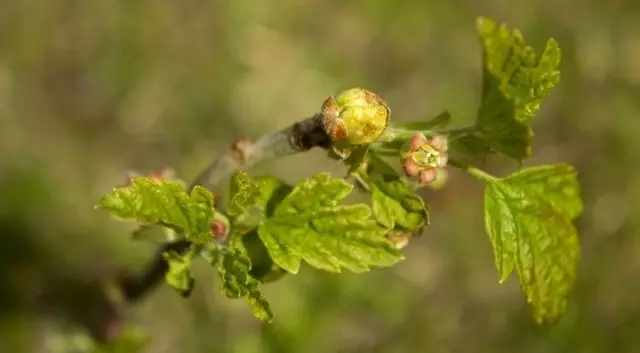 Dub currant Enchantress: cog thiab saib xyuas, loj hlob 12855_4