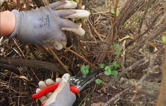 Siyah frenk üzümü: ilkbaharda budama ve bakım, şemalar, yeni başlayanlar için video 12856_1