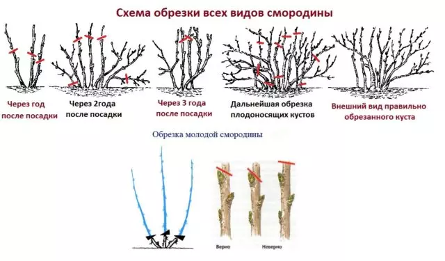 Currant madow: goynta iyo daryeelka guga, qorshayaasha, fiidiyaha bilowga ah 12856_2