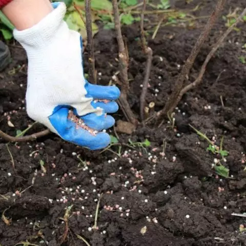 Černý rybíz: prořezávání a péče na jaře, schémata, video pro začátečníky 12856_23