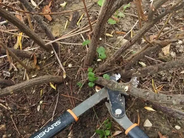 Itim na kurant: pruning at pangangalaga sa tagsibol, mga scheme, video para sa mga nagsisimula 12856_4