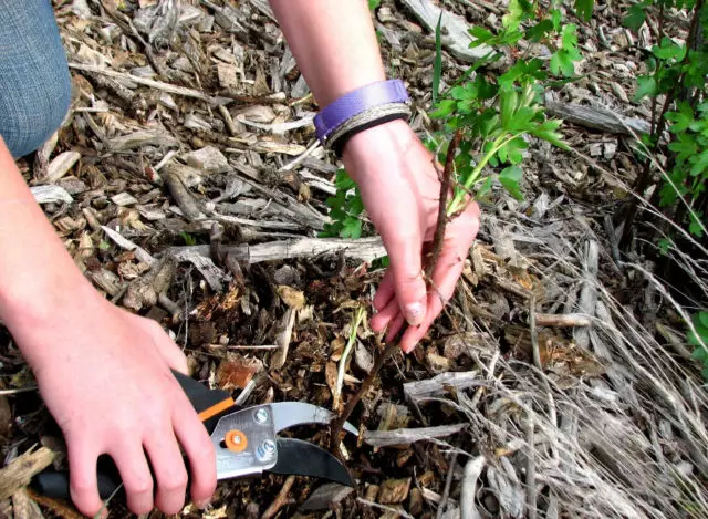 Itim na kurant: pruning at pangangalaga sa tagsibol, mga scheme, video para sa mga nagsisimula 12856_5