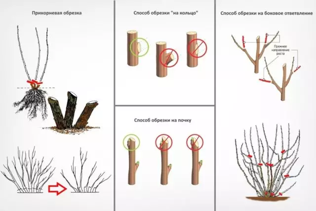 Itim na kurant: pruning at pangangalaga sa tagsibol, mga scheme, video para sa mga nagsisimula 12856_6