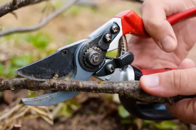 Itim na kurant: pruning at pangangalaga sa tagsibol, mga scheme, video para sa mga nagsisimula 12856_8