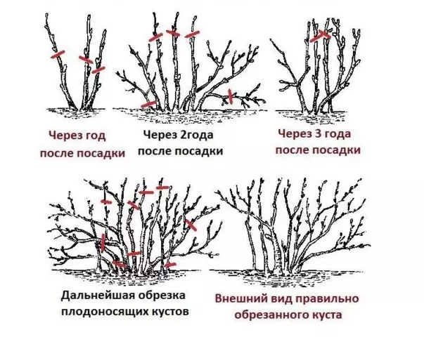 I-currant emnyama: ukuthena nokunakekela entwasahlobo, izikimu, ividiyo yabaqalayo 12856_9