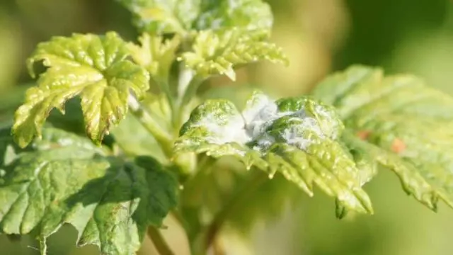 Golden currant: Shafak, Venus, Laysan, dzuwa la ku Siberia 12858_13