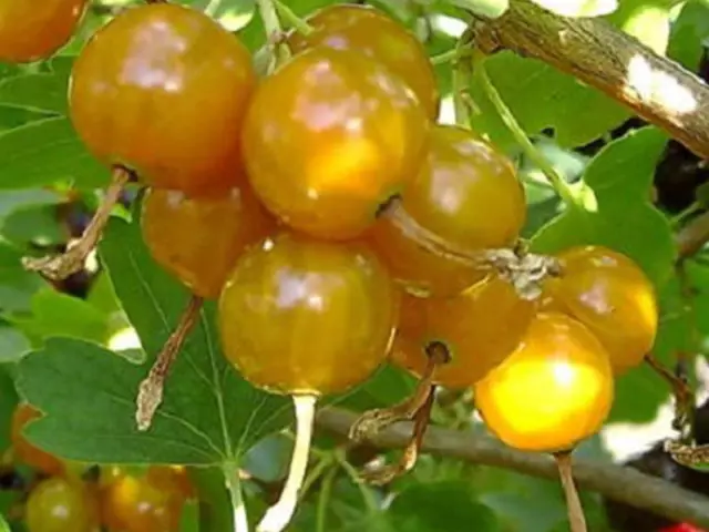 Golden currant: Shafak, Venus, Laysan, Siberian Sonn 12858_14