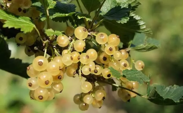 Golden currant: Shafak, Venus, Laysan, Siberian Sonn 12858_25