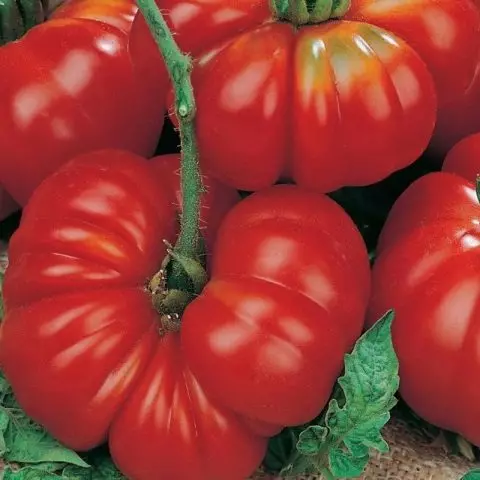 Parvekirina jina tomato F1: nirxandin, wêne, hilber 12860_1