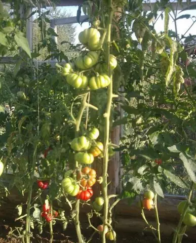 Parvekirina jina tomato F1: nirxandin, wêne, hilber 12860_2