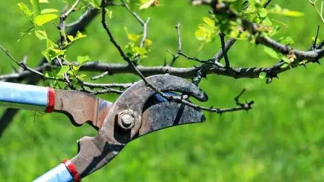 Pruning fruit trees in spring 12861_1