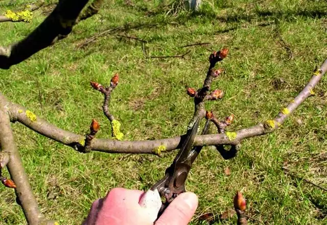 Pruning fruit trees in spring 12861_11